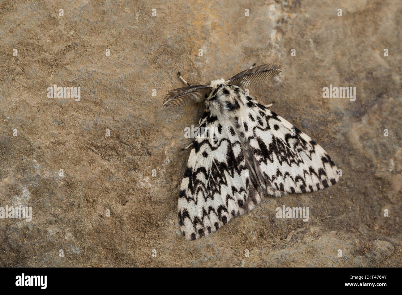 Black arches, nun moth, male, Nonne, Männchen, Lymantria monacha, la ...