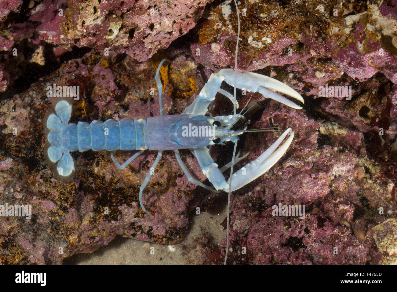 Common Lobster High Resolution Stock Photography and Images - Alamy