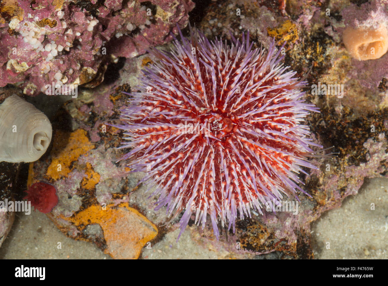 Edible sea urchin, common sea urchin, Essbarer Seeigel, See-Igel ...