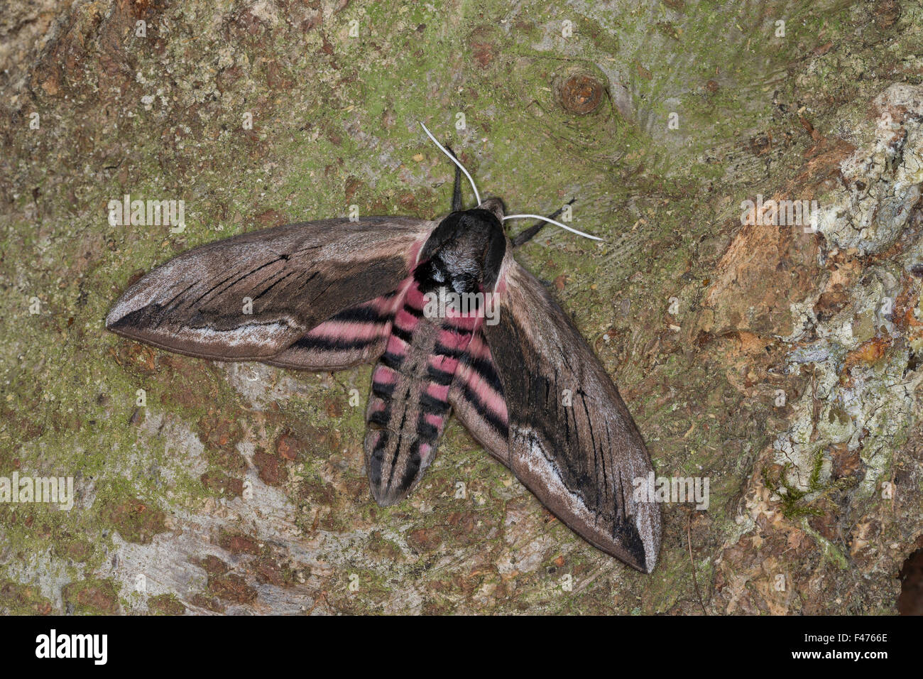 Privet hawkmoth, Privet Hawk-moth, Privet Hawk Moth, Ligusterschwärmer ...