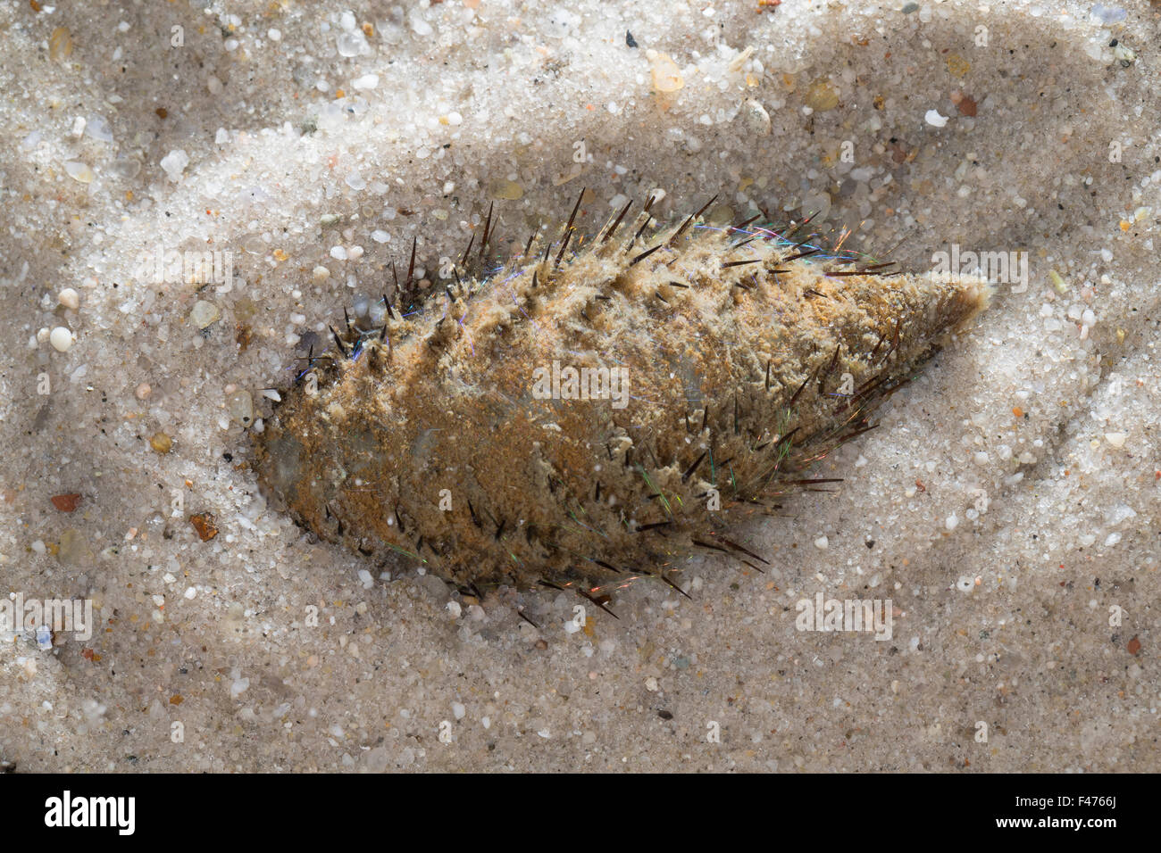 Sea mouse, Seemaus, Filzwurm, Seeraupe, Aphrodita aculeata, L'aphrodite ...