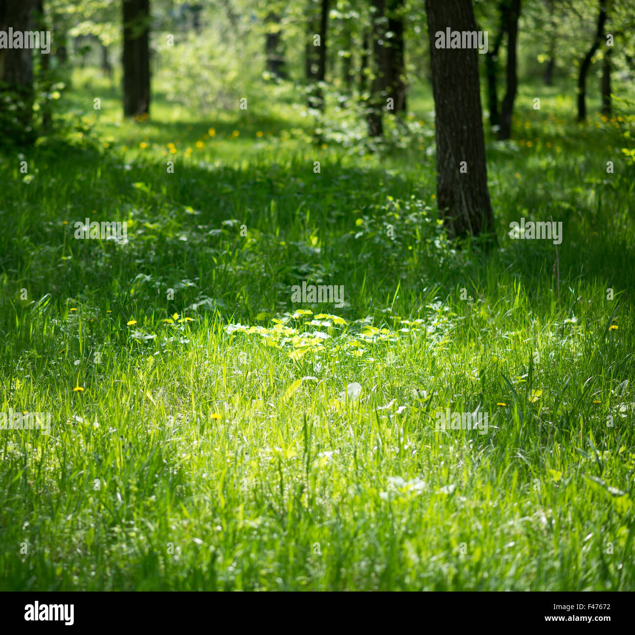 Grassland glade hi-res stock photography and images - Alamy