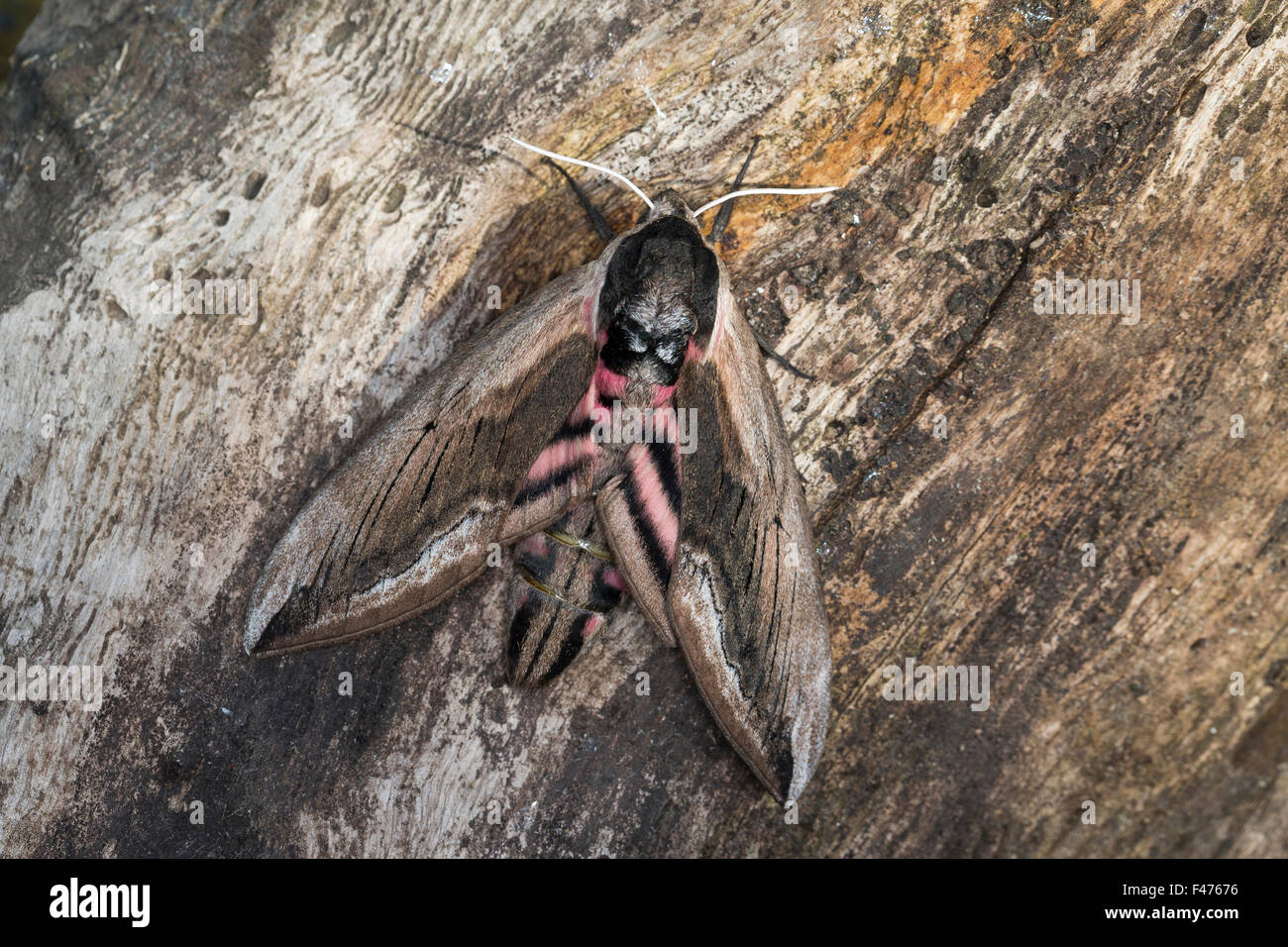 Privet hawkmoth, Privet Hawk-moth, Privet Hawk Moth, Ligusterschwärmer ...