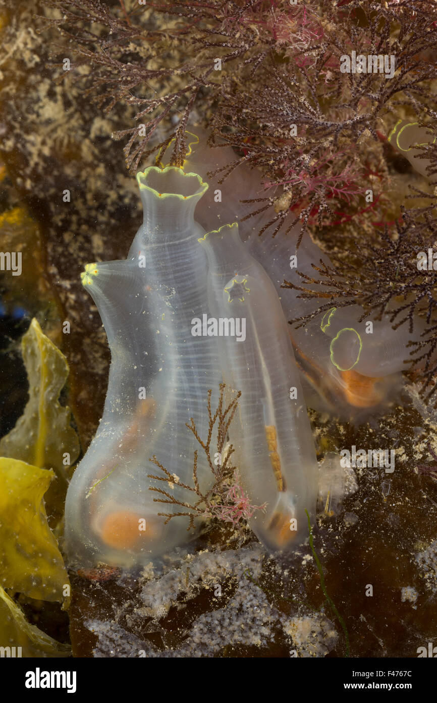Sea vase, vase tunicate, yellow sea squirt, Schlauch-Seescheide ...