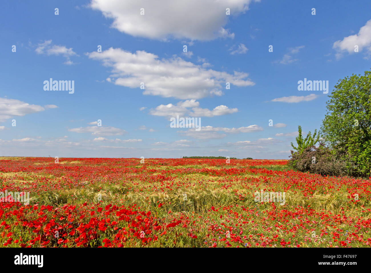 Mühle feld hi-res stock photography and images - Alamy