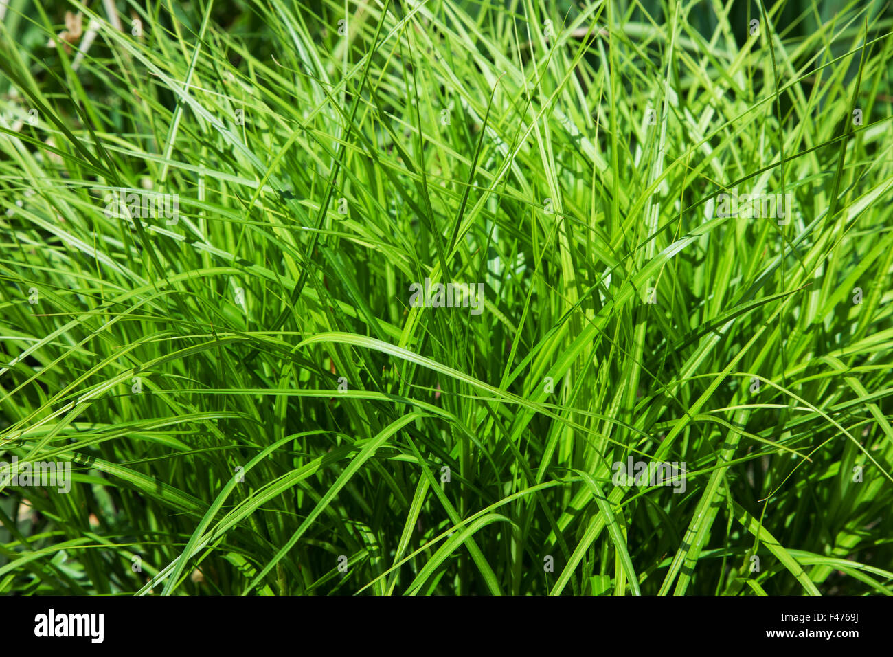 beautiful green grass. natural background Stock Photo - Alamy