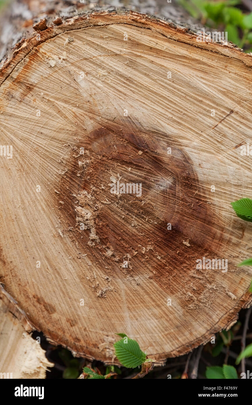 cut tree closeup with rings. texture Stock Photo - Alamy