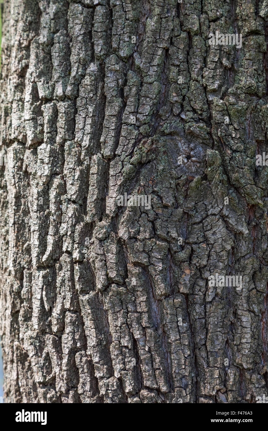 cracked tree bark pattern closeup Stock Photo - Alamy