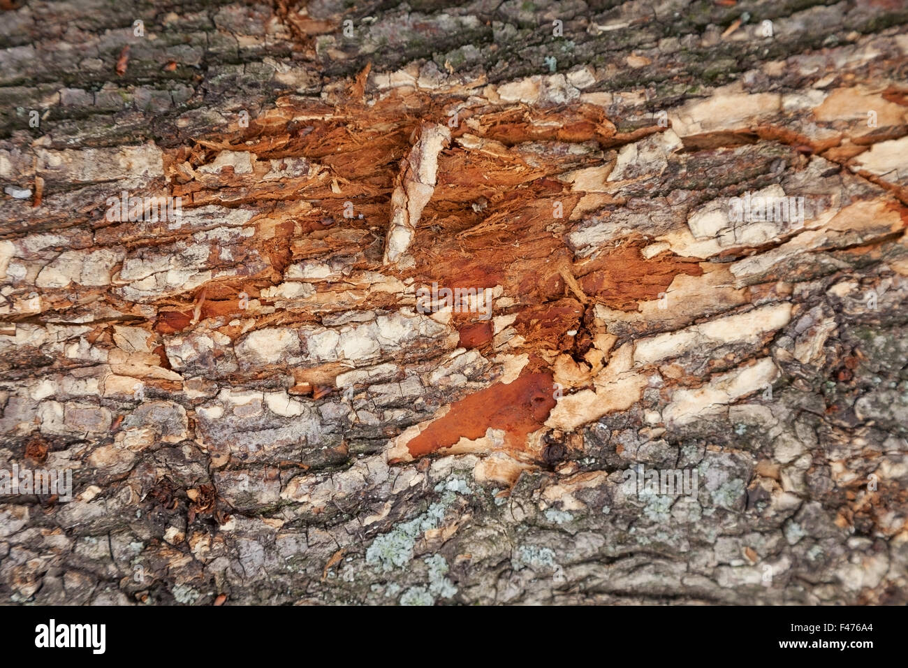 cracked tree bark pattern closeup Stock Photo - Alamy