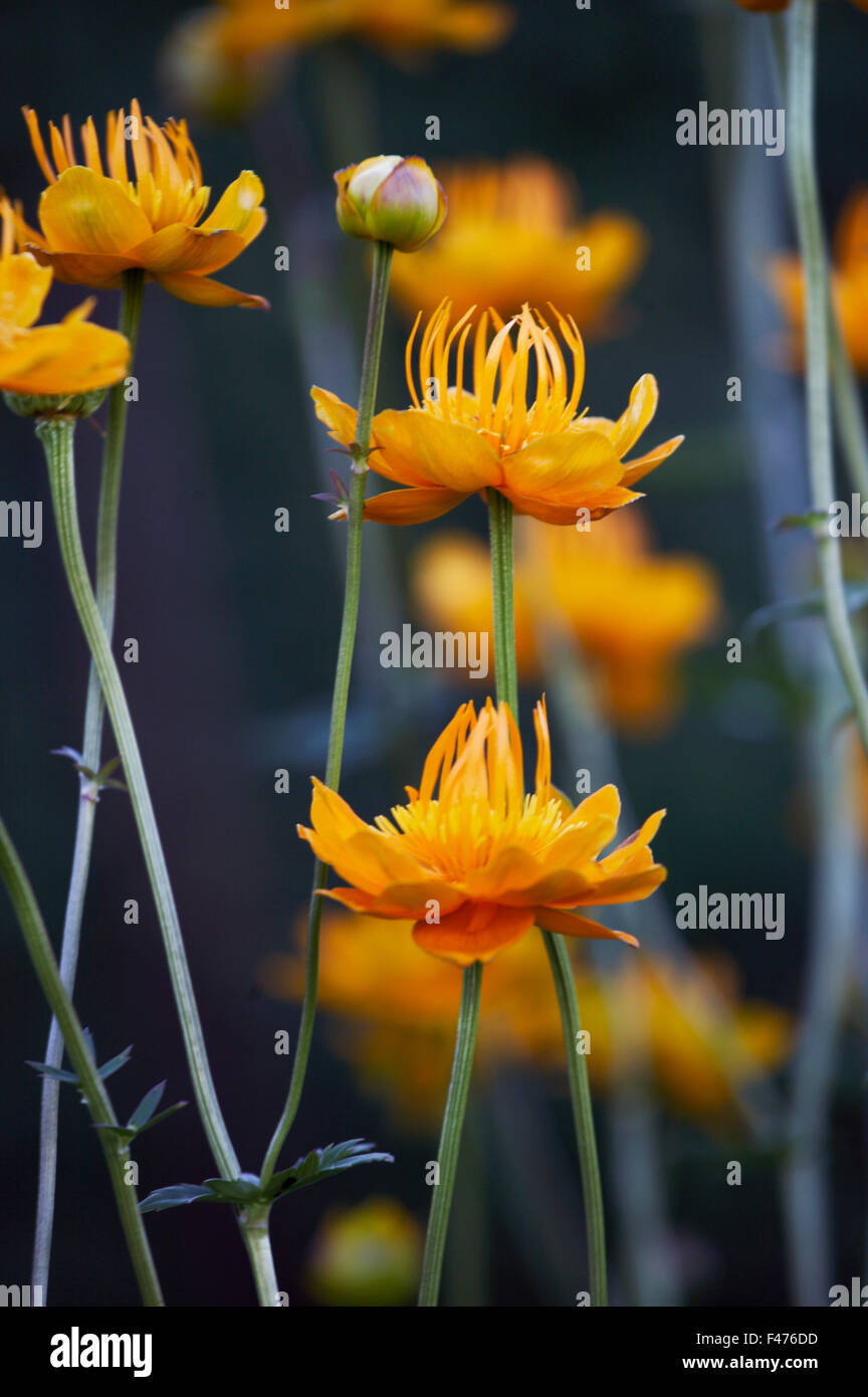 A yellow flower, Sweden Stock Photo - Alamy