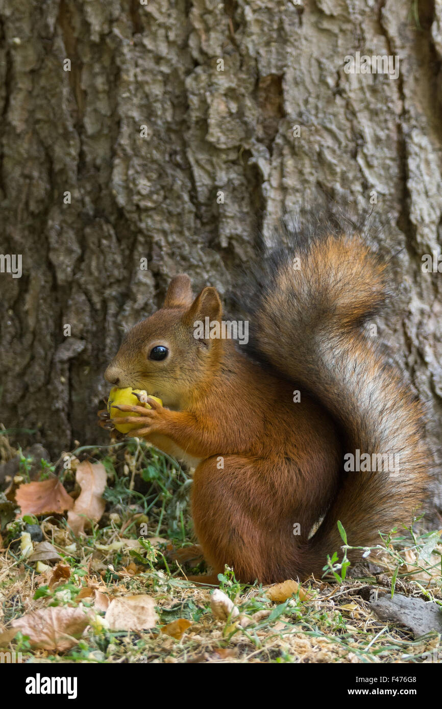 The photograph shows a squirrel on the tree Stock Photo - Alamy