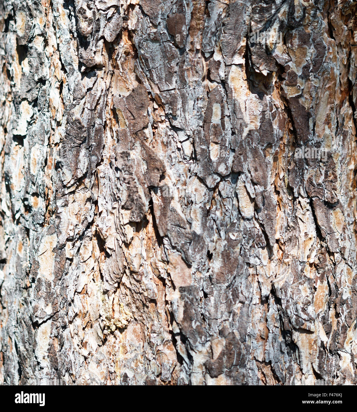 Red bark pine hi-res stock photography and images - Alamy