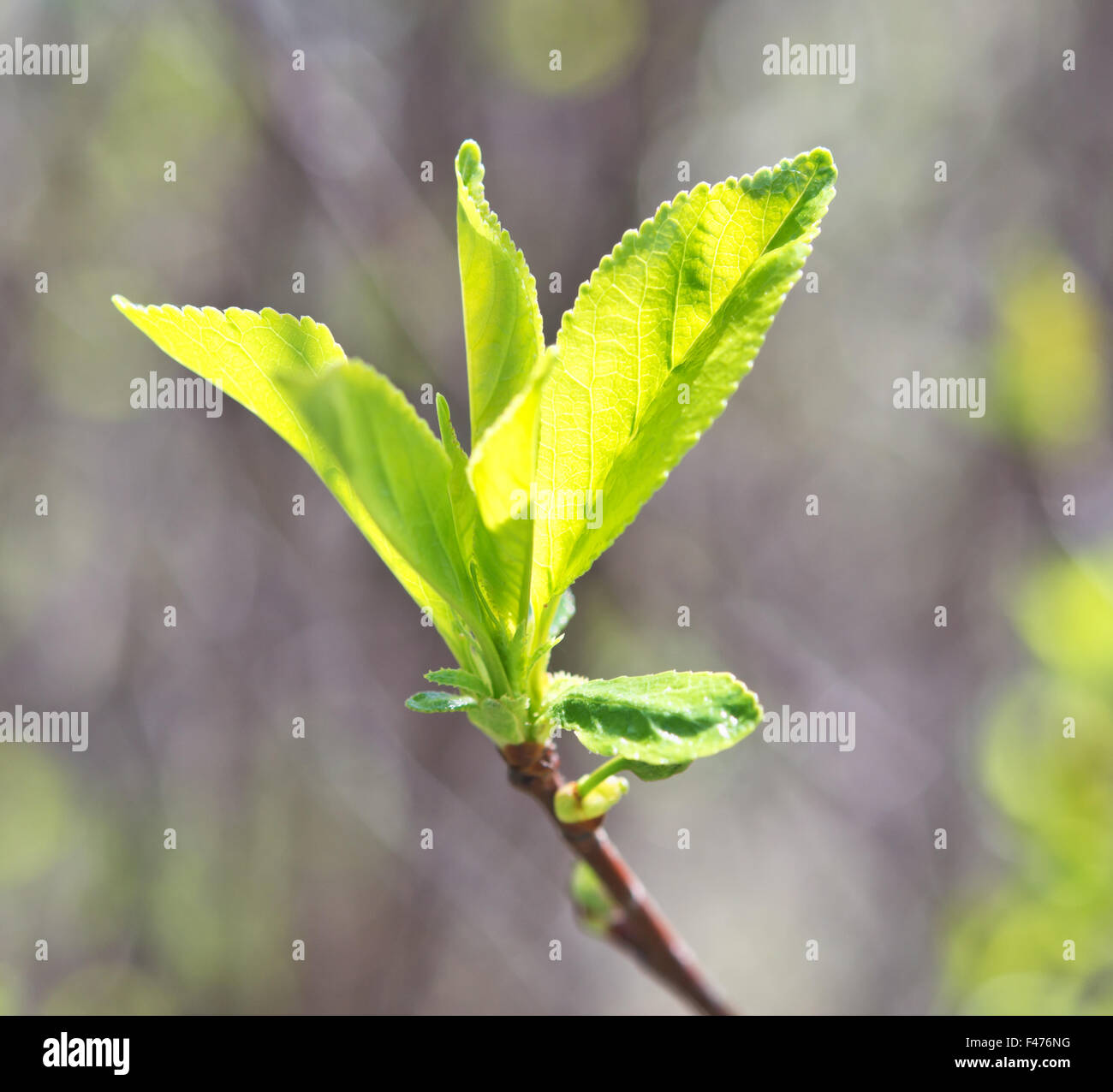 apple leaves Stock Photo - Alamy