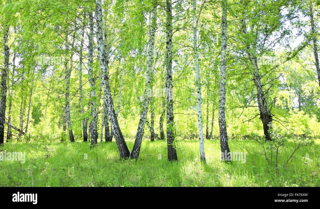 spring birch forest Stock Photo - Alamy