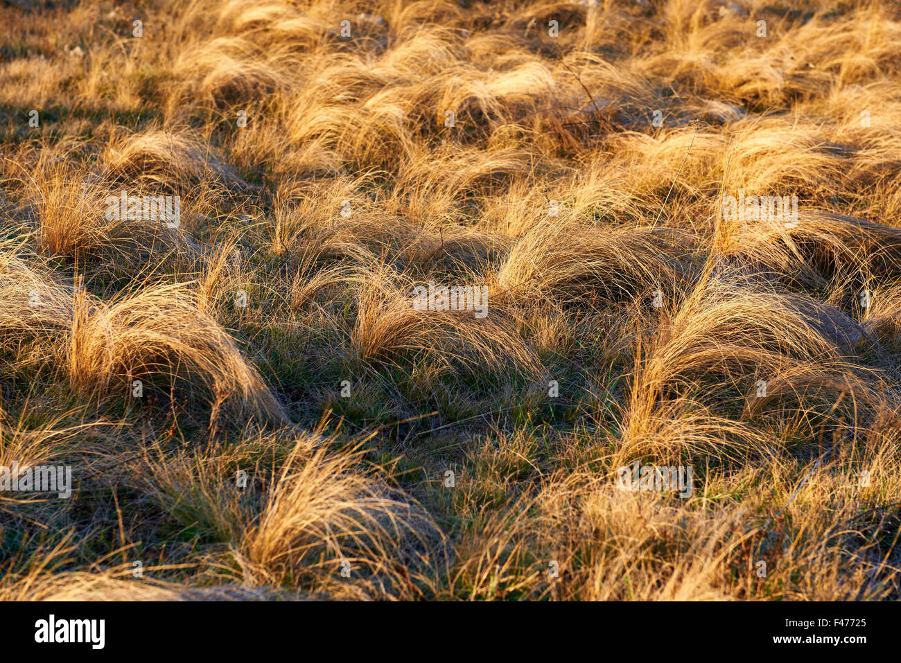 Field of yellow dry feather grass Stock Photo - Alamy