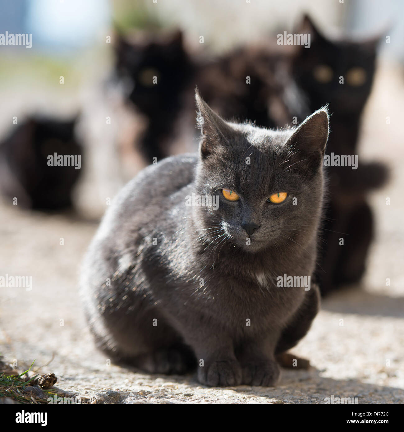 Group of cats Stock Photo - Alamy