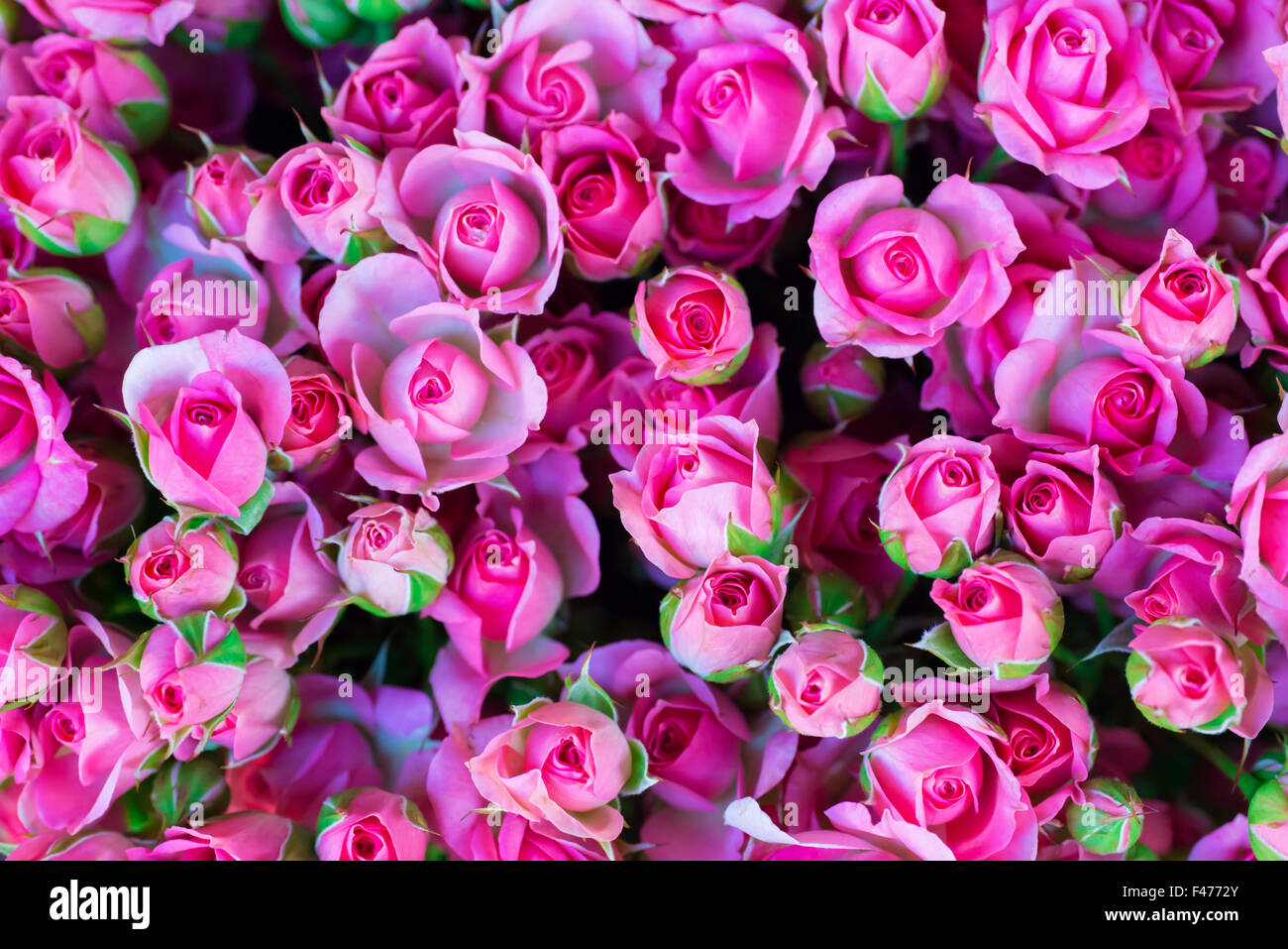 Fresh pink roses with green leaves Stock Photo - Alamy