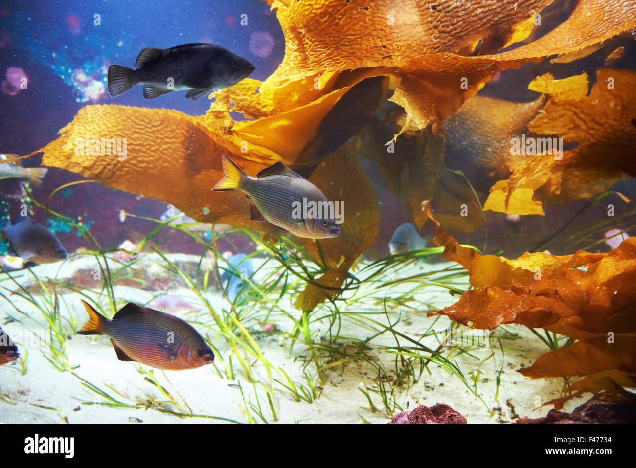 Tropical fish near coral reef Stock Photo - Alamy
