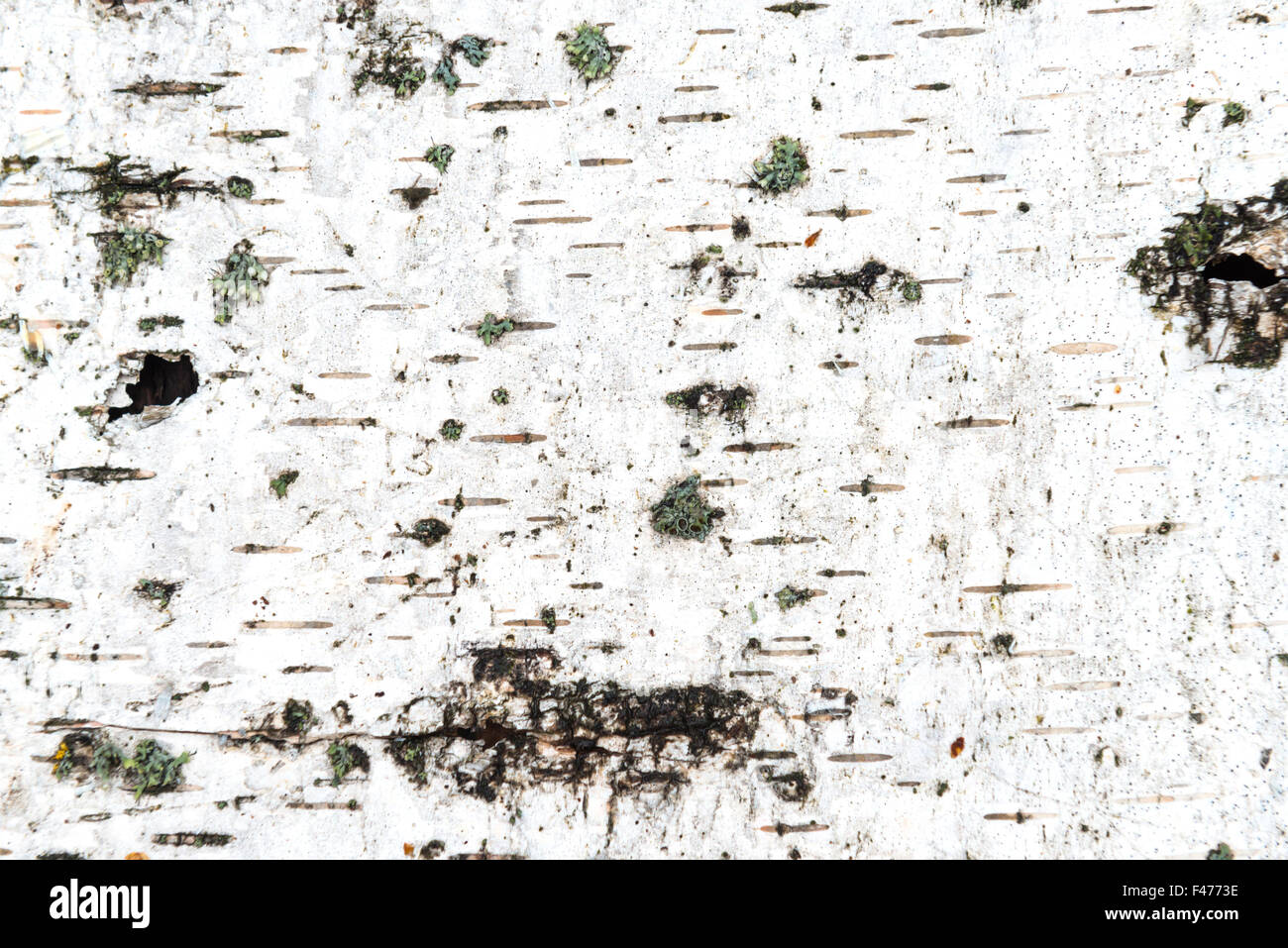 Birch Bark Texture Seamless