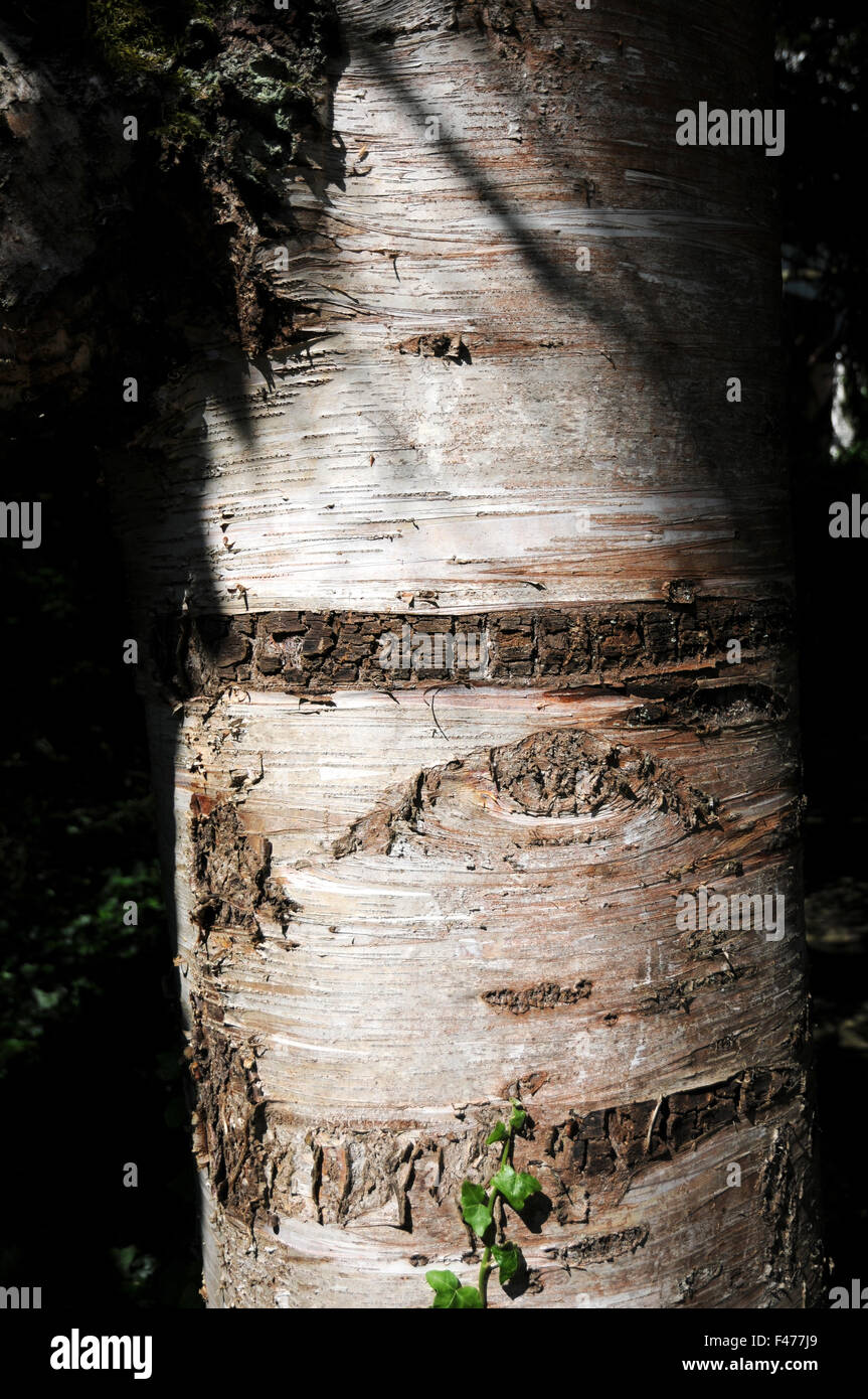 Betula papyrifera paper birch hi-res stock photography and images - Alamy