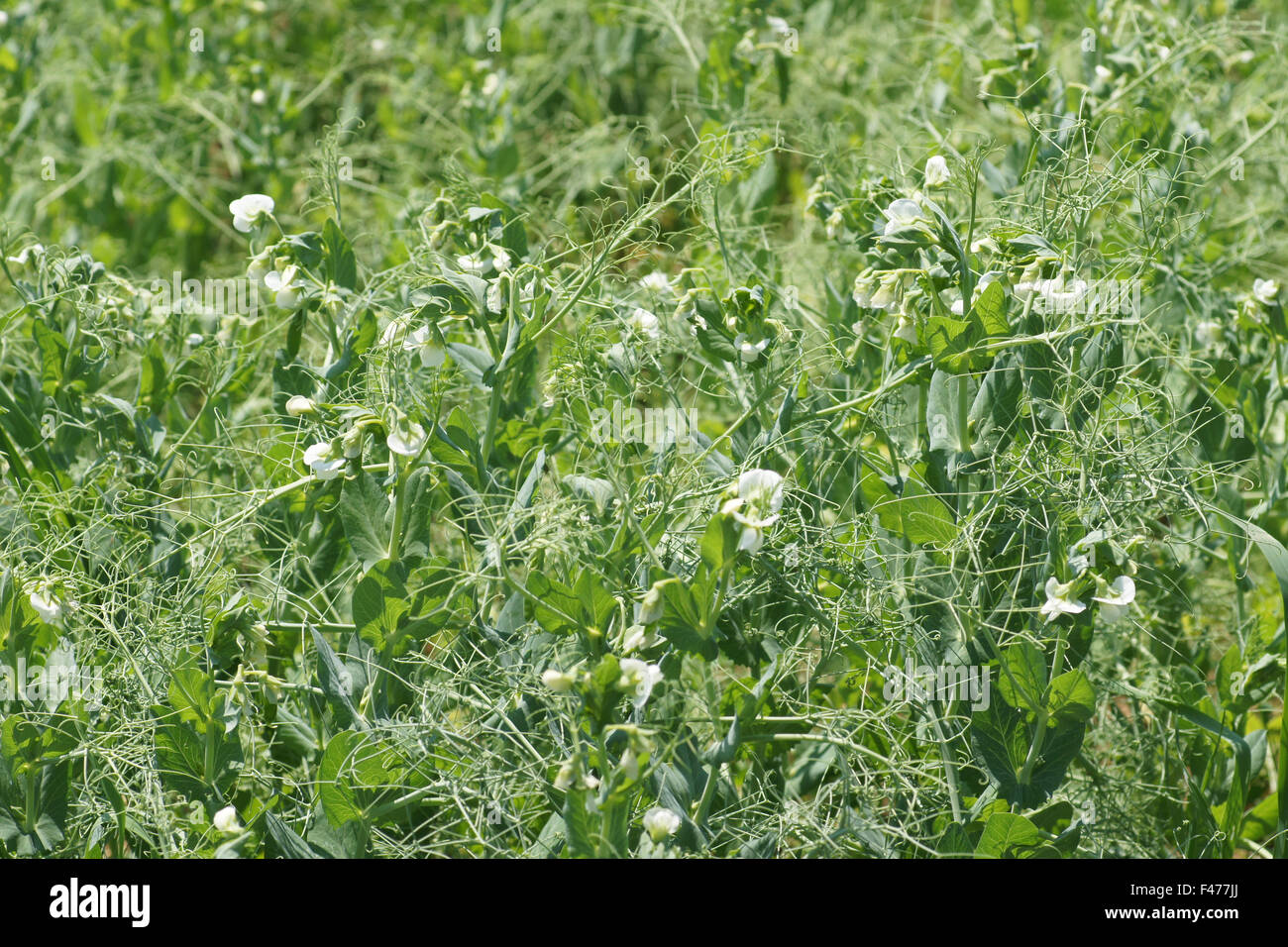 Ackererbse hi-res stock photography and images - Alamy