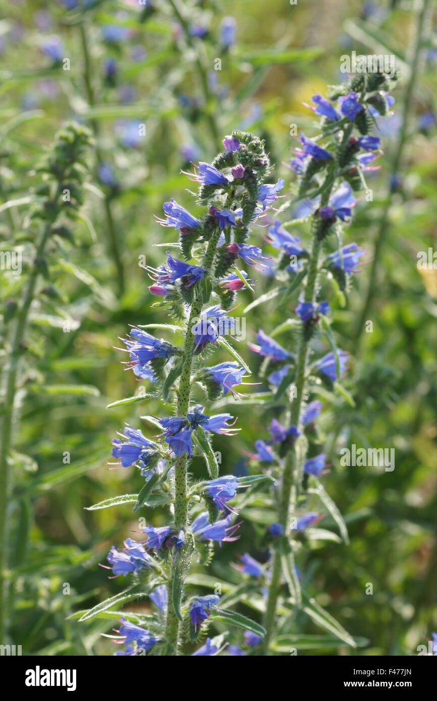 Vipers bugloss echium vulgaris hi-res stock photography and images - Alamy