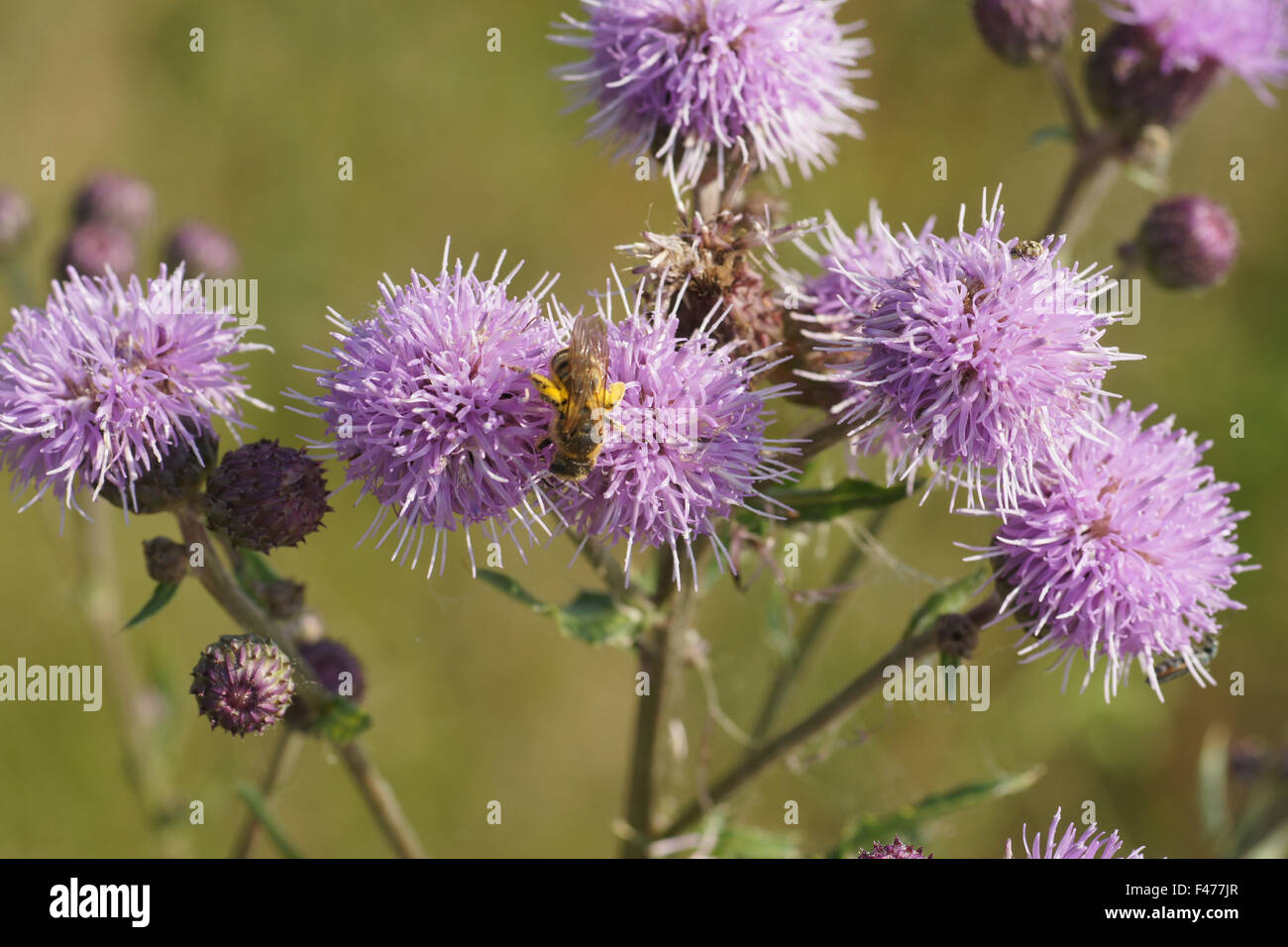 Creeping thistle hi-res stock photography and images - Alamy