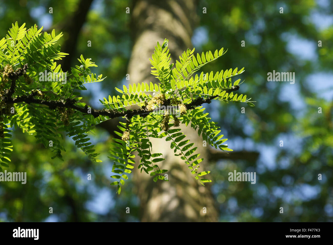 Honey locust flower hi-res stock photography and images - Alamy