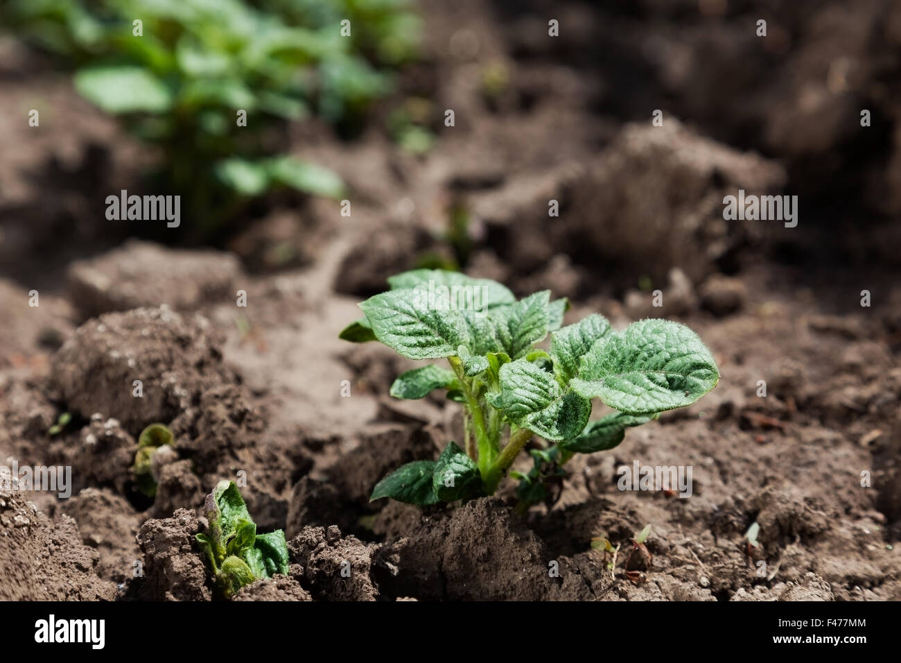 Soil cover hi-res stock photography and images - Alamy