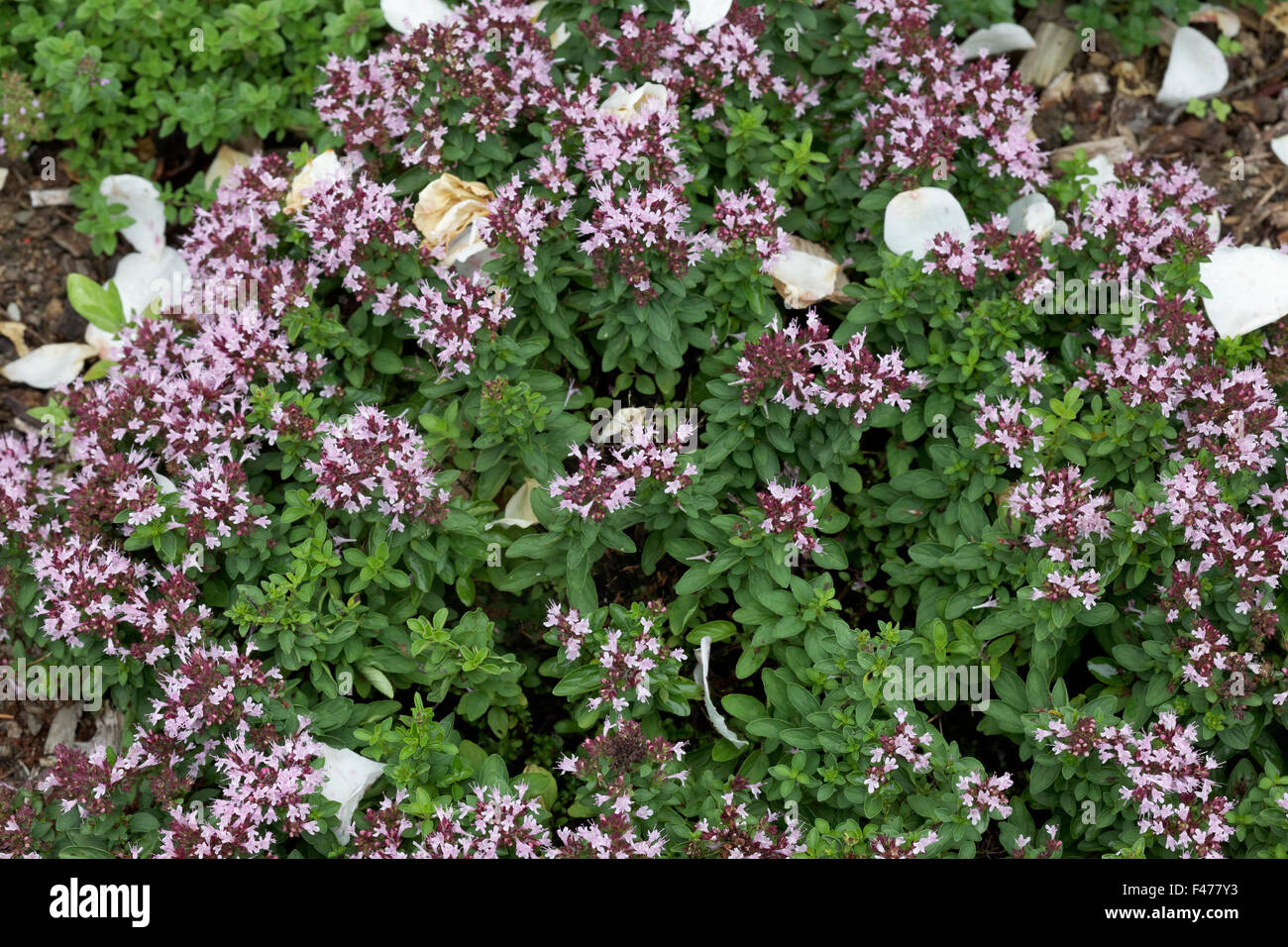 Thyme france hi-res stock photography and images - Alamy