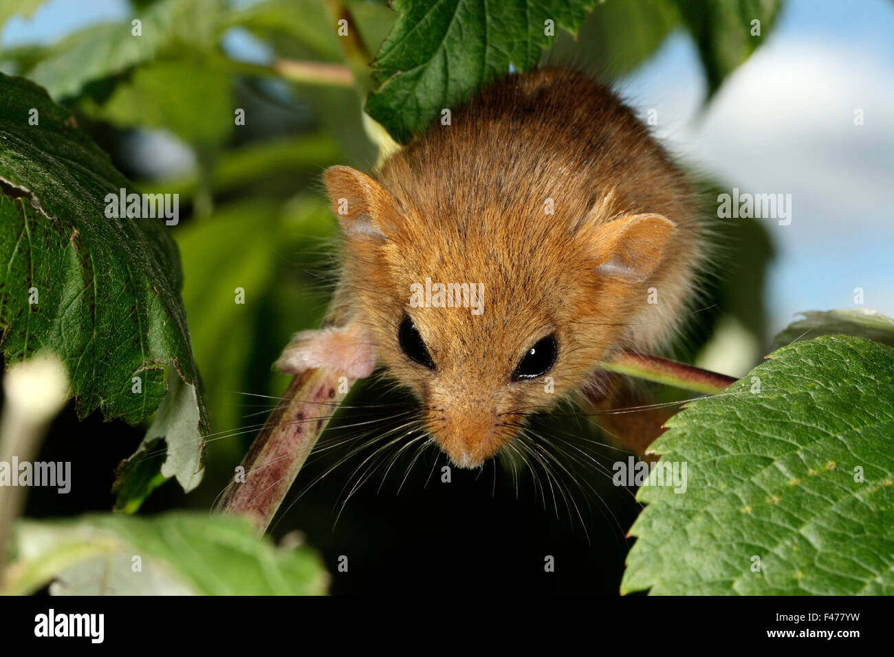 Hazel mouse hi-res stock photography and images - Alamy