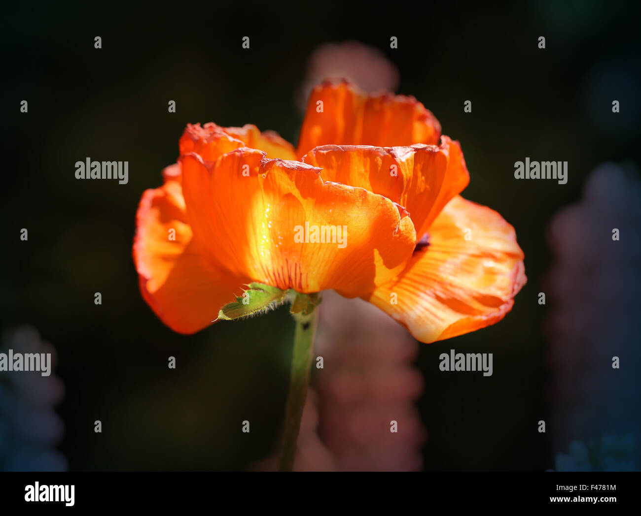 beautiful large red poppy flower photographed close up Stock Photo - Alamy