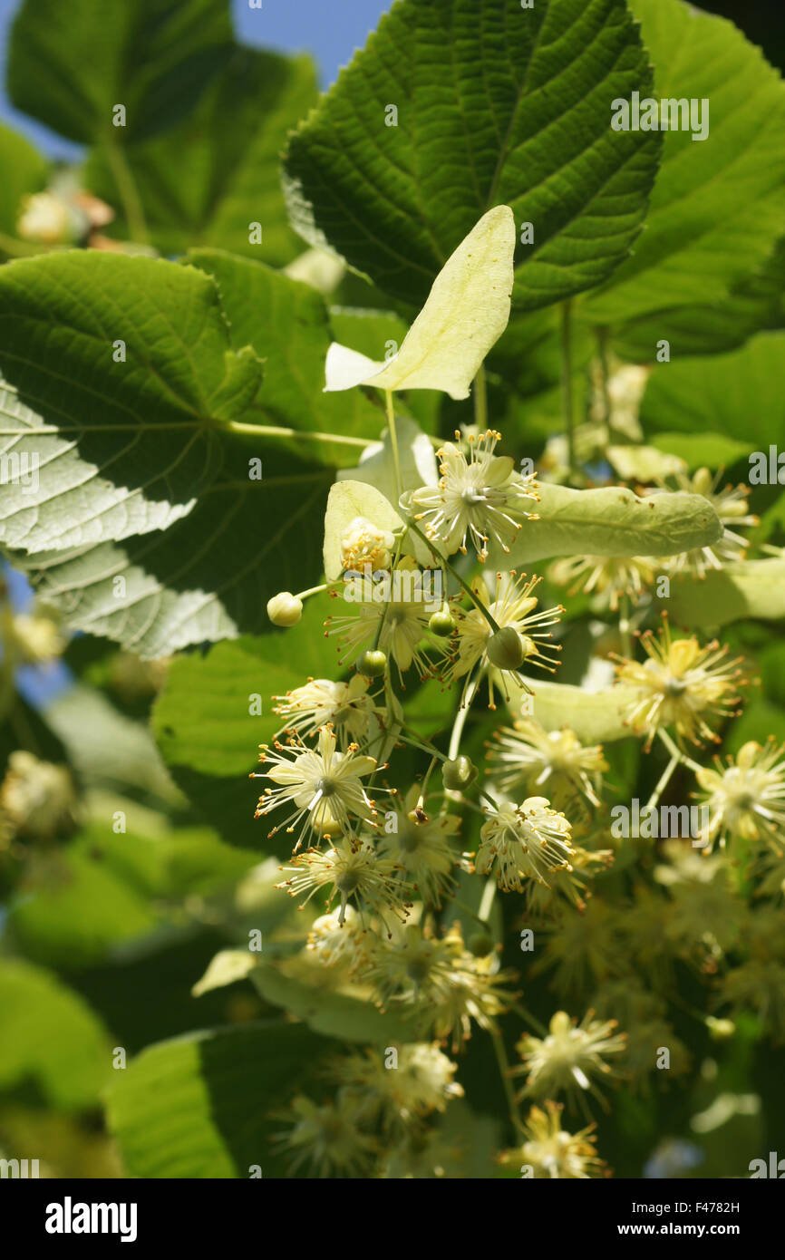 Largeleaved lime hi-res stock photography and images - Alamy