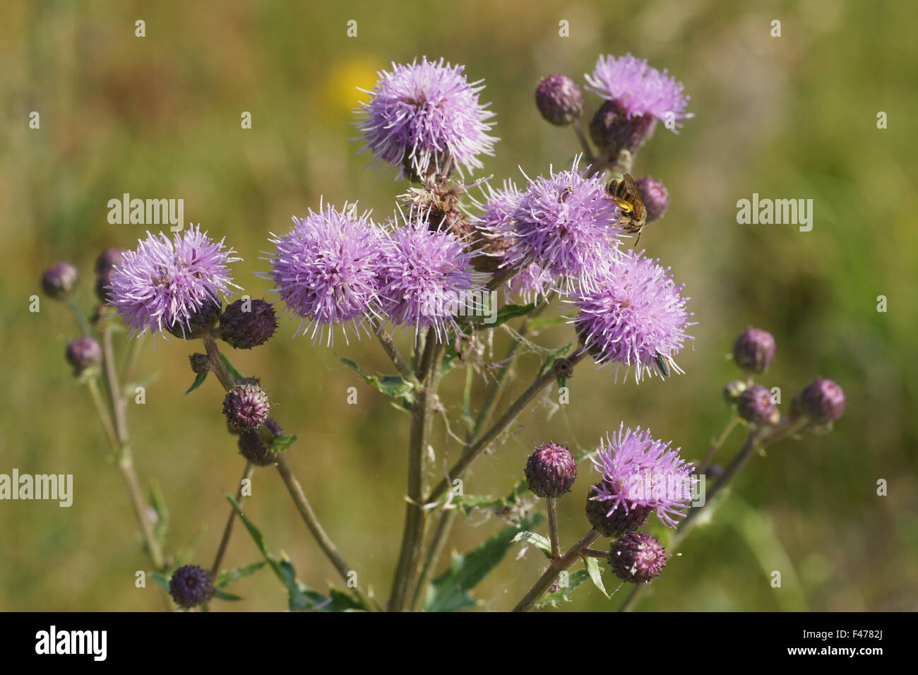 Kratzd hi-res stock photography and images - Alamy