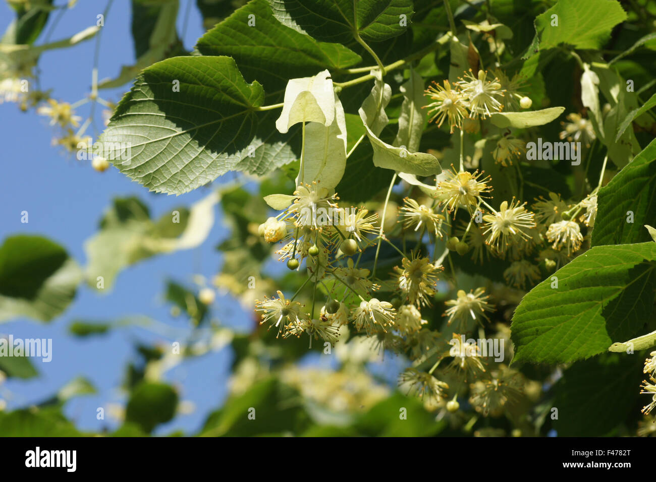 Largeleaved lime hi-res stock photography and images - Alamy