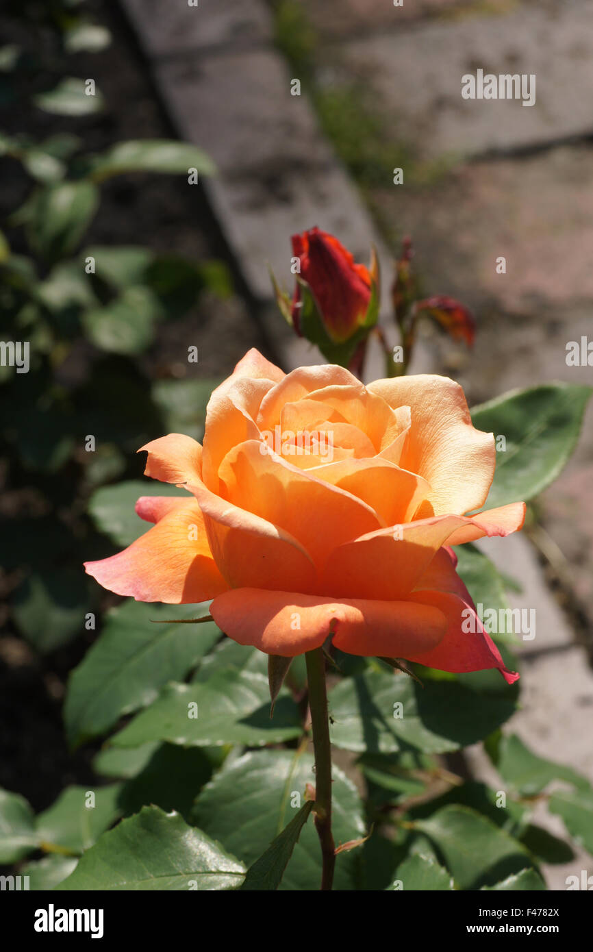 Peach melba rose hi-res stock photography and images - Alamy
