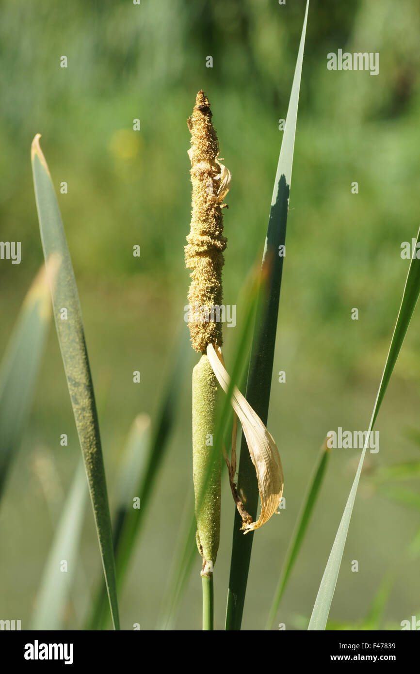 Sumpf rohrkolben hi-res stock photography and images - Alamy