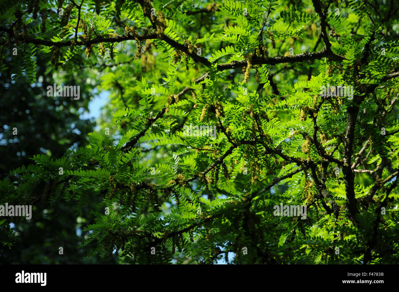 Honey Locust Trees High Resolution Stock Photography and Images - Alamy