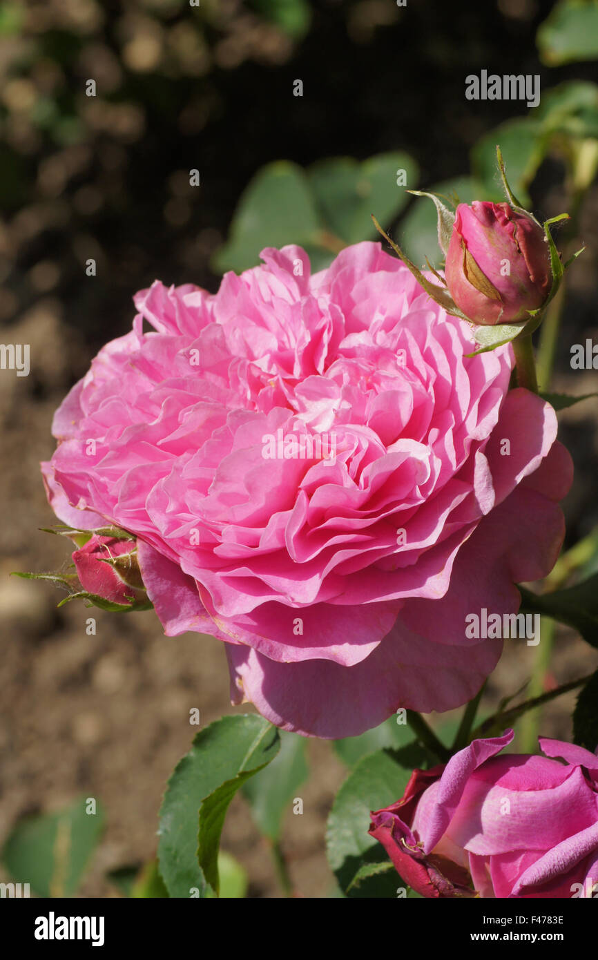 English rose hi-res stock photography and images - Alamy