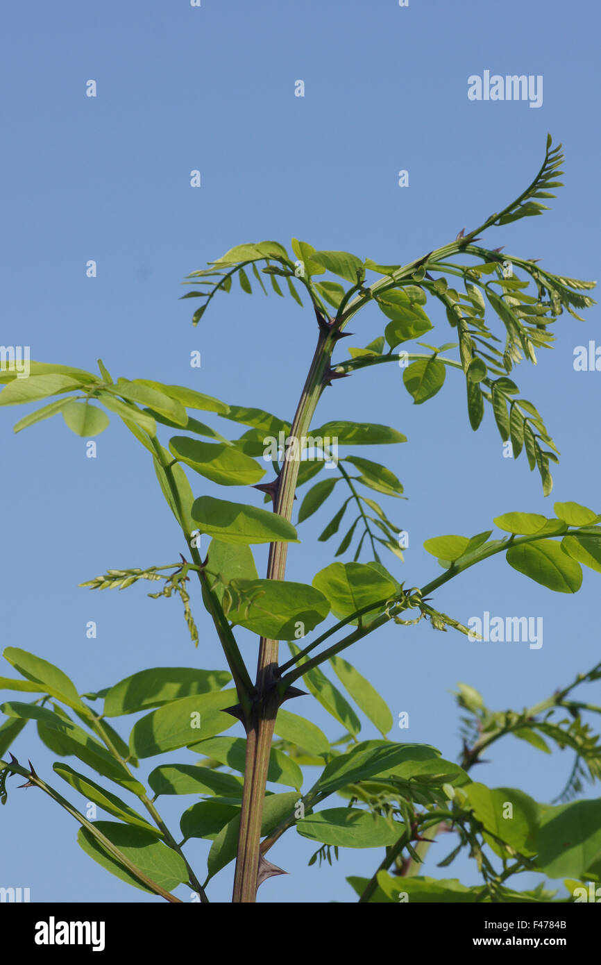 Locusts at tree trunk hi-res stock photography and images - Alamy