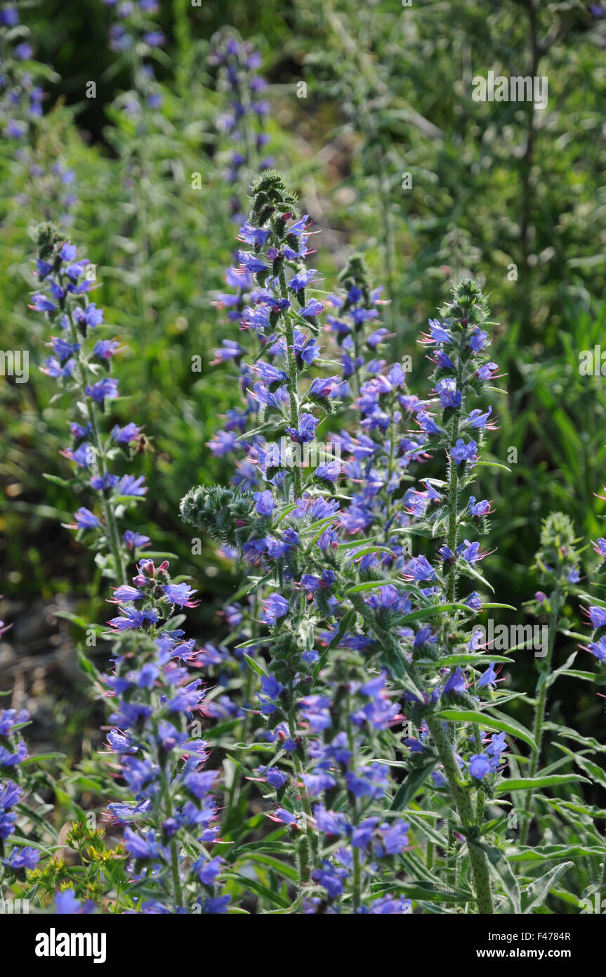 Vipers bugloss echium vulgaris hi-res stock photography and images - Alamy