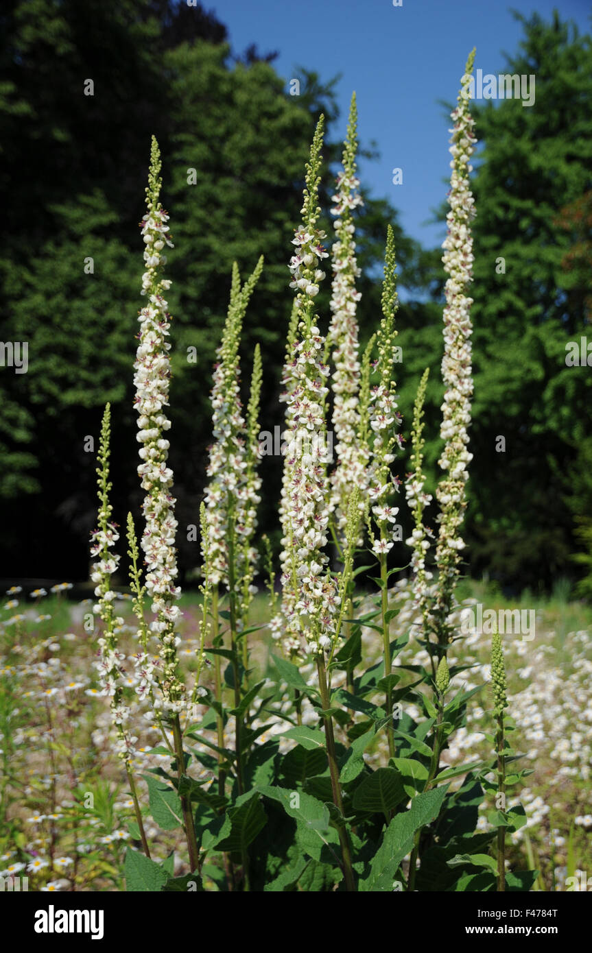 Austrain white mullein Stock Photo - Alamy