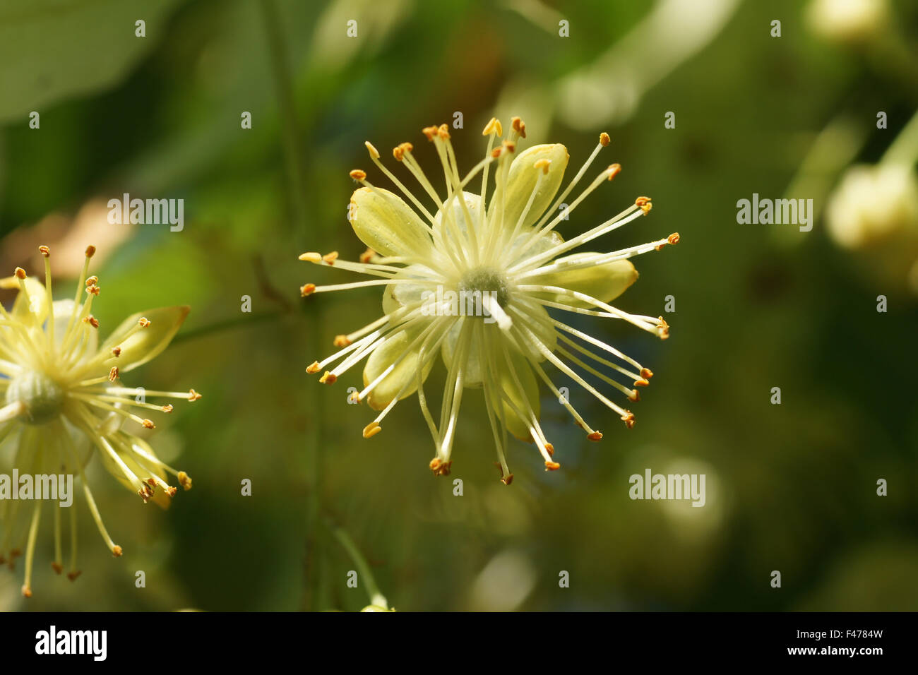 Largeleaved lime hi-res stock photography and images - Alamy