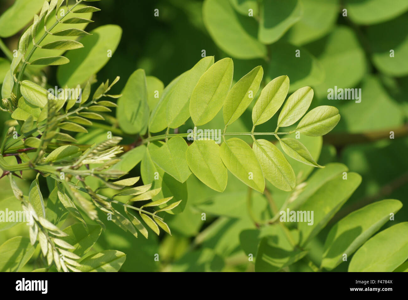 Black locust thorn hi-res stock photography and images - Alamy
