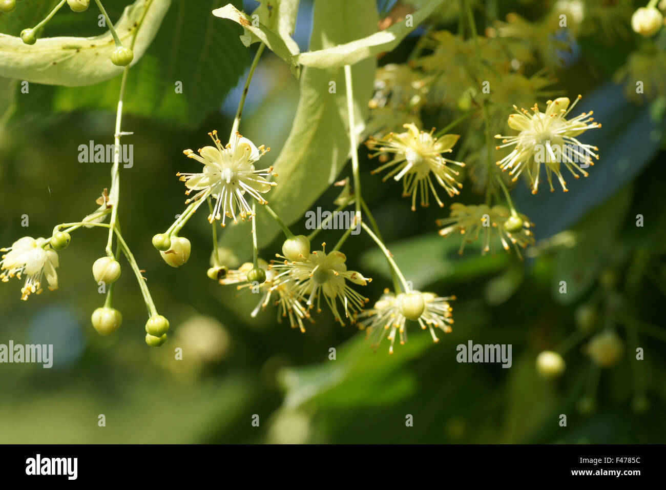 Largeleaved lime hi-res stock photography and images - Alamy