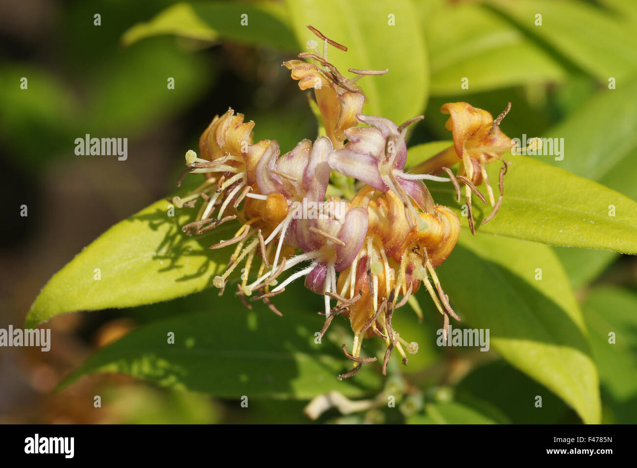 Chinese honeysuckle hi-res stock photography and images - Alamy