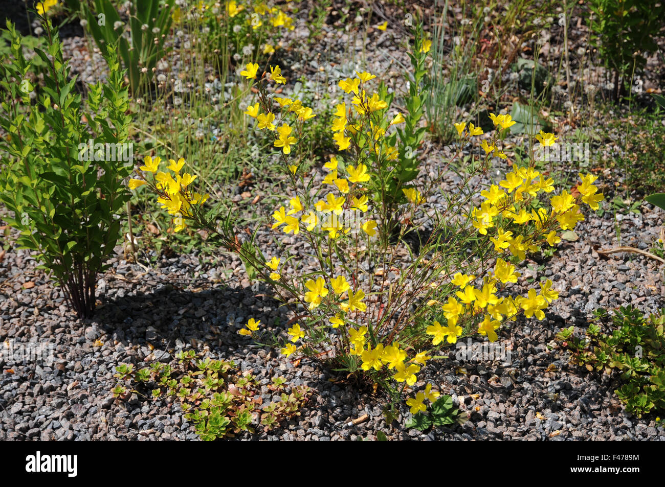 Yellow flowers golden flax linum hi-res stock photography and images ...