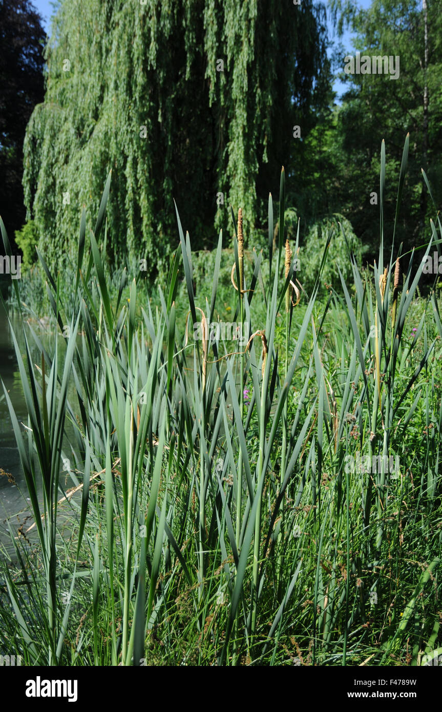Bulrush flower hi-res stock photography and images - Alamy