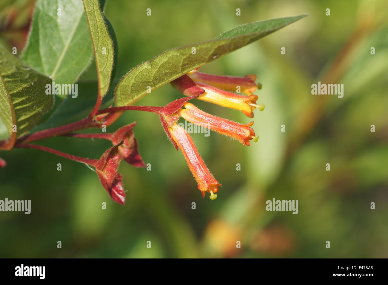 Twinberries hi-res stock photography and images - Alamy