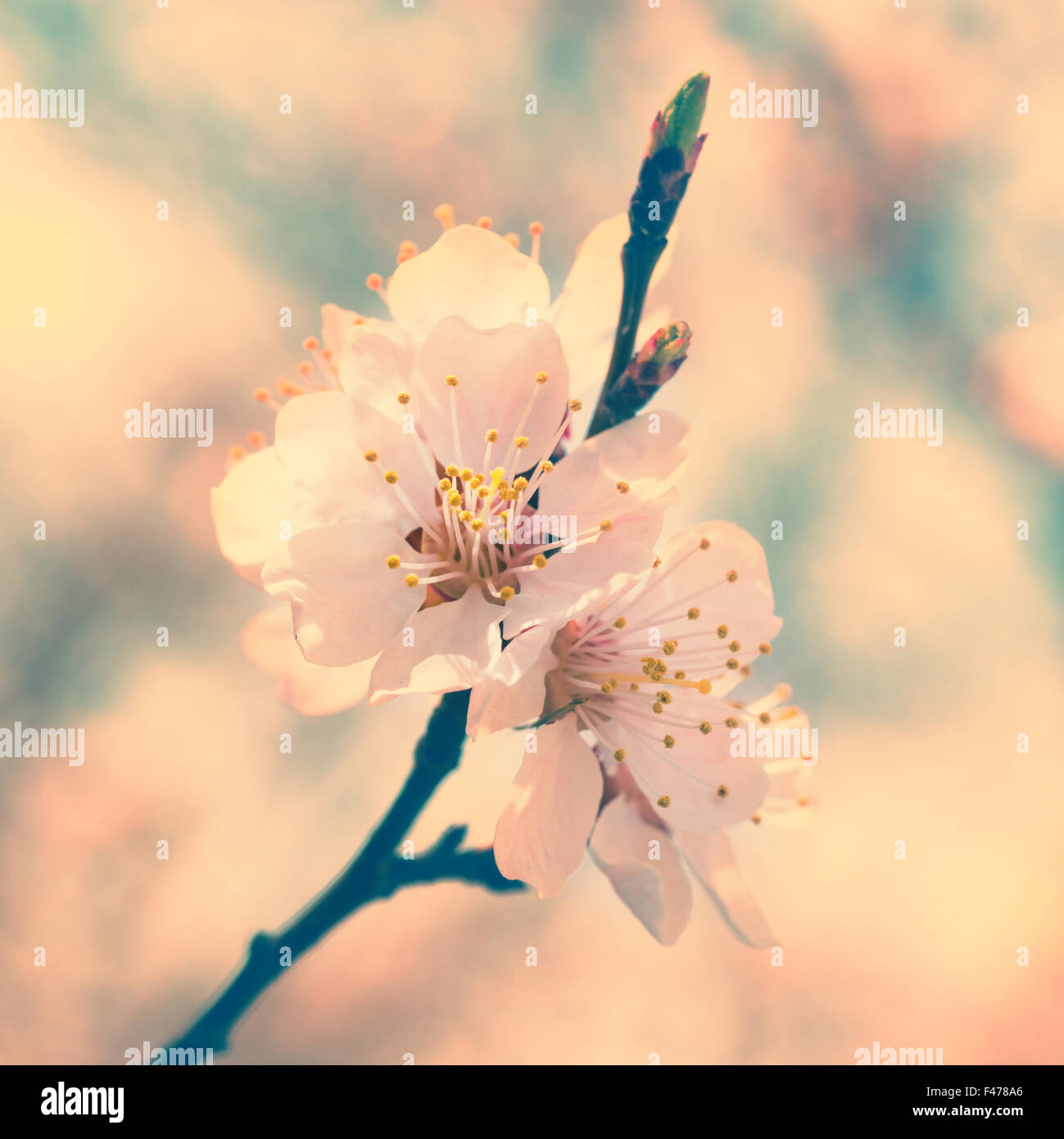 Spring blossoming white spring flowers Stock Photo - Alamy